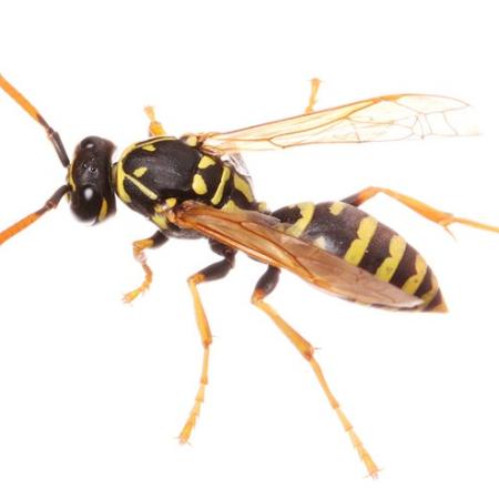 Yellowjackets | solvepest